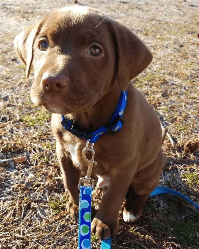 Beach Dogs – Noellie's Place