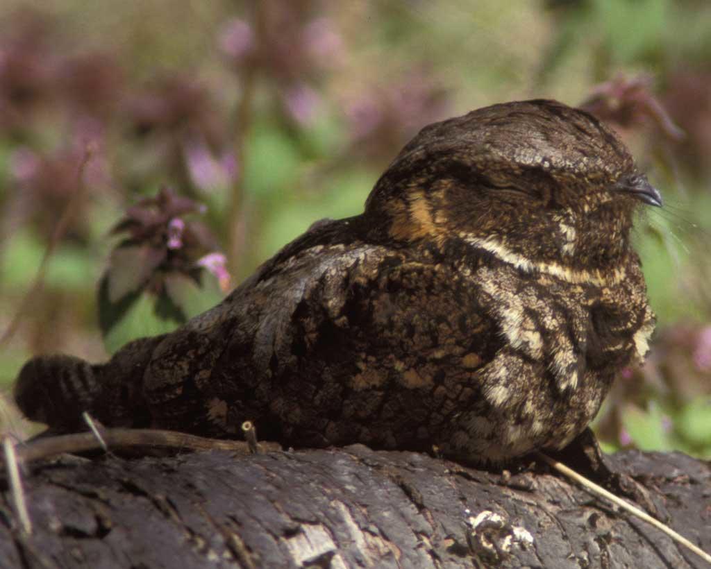 Whippoorwill – Noellie's Place